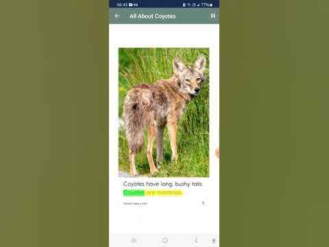 2 All About Coyotes - YouTube