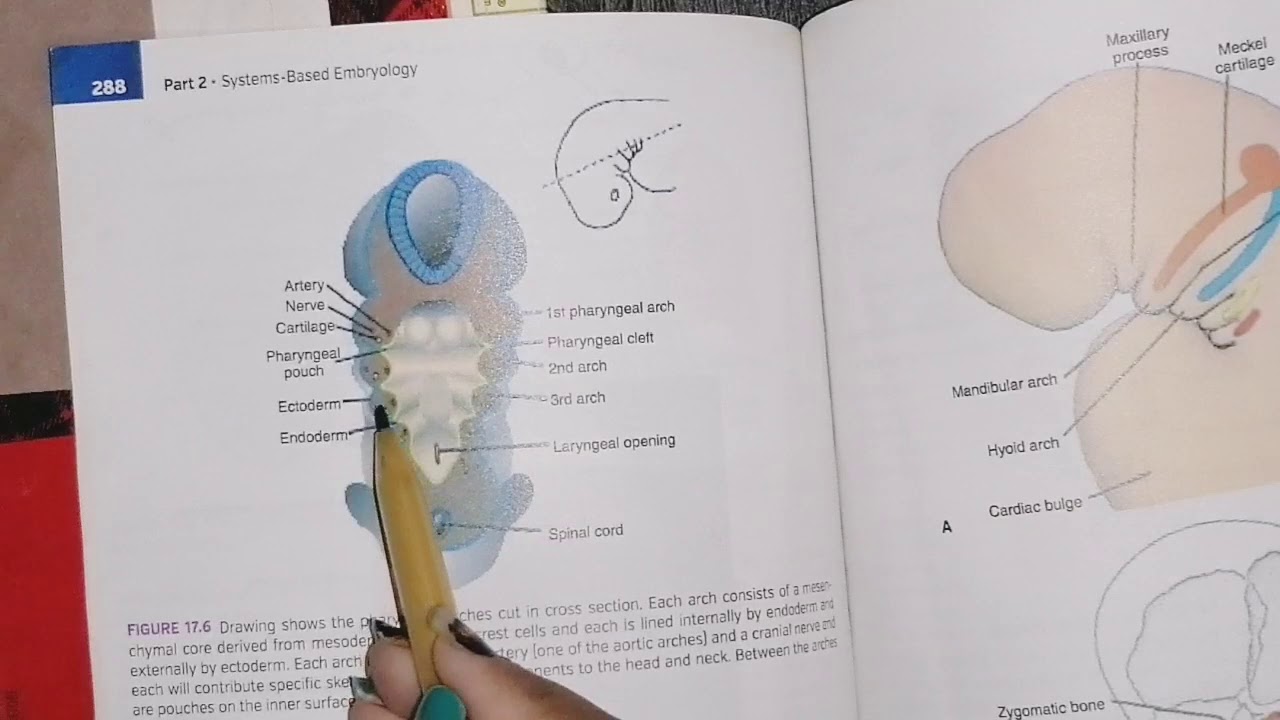 Development Of Head And Neck Part 1 Embryology Youtube