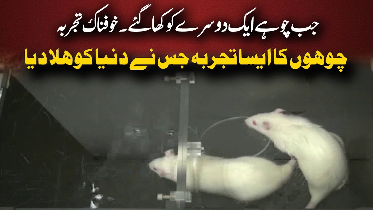 “When Comfort Destroys a Society | The Mouse Utopia Experiment - YouTube