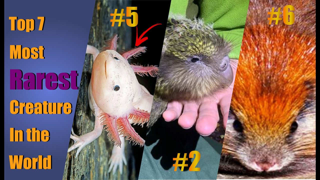 Top 7 Most Rarest Creature in the world on verge of extinction #top10# ...