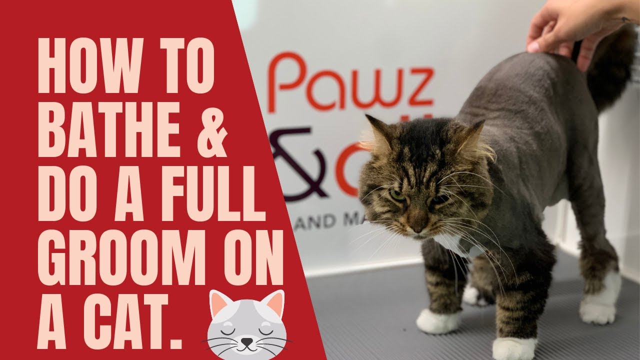 HOW TO BATHE AND DO A FULL GROOM ON A CAT 🐈 - YouTube