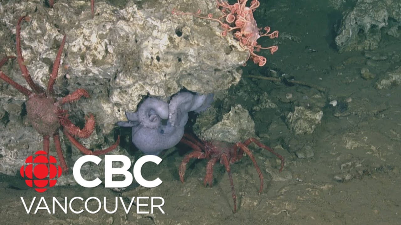 Mother octopus defends her eggs for four years off B.C. coast - YouTube