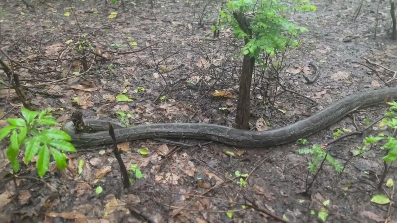 1-Monstrous 17ft Burmese Python rescue and release #kumaon #nature # ...