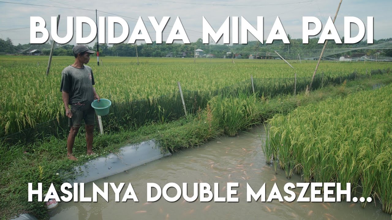 Budidaya MINA PADI, Hasil DOUBLE bagi PETANI - YouTube