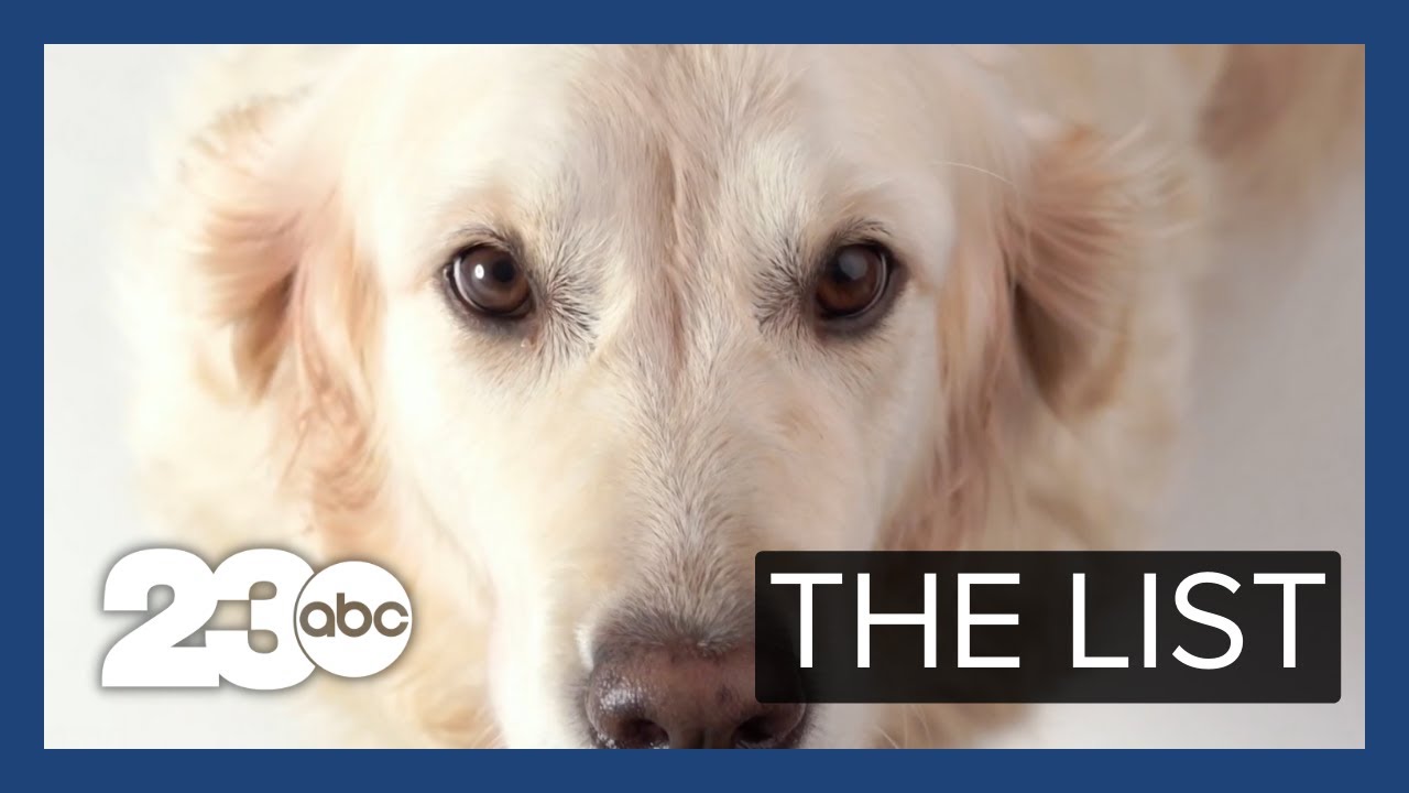 The Science of Dogs | THE LIST - YouTube