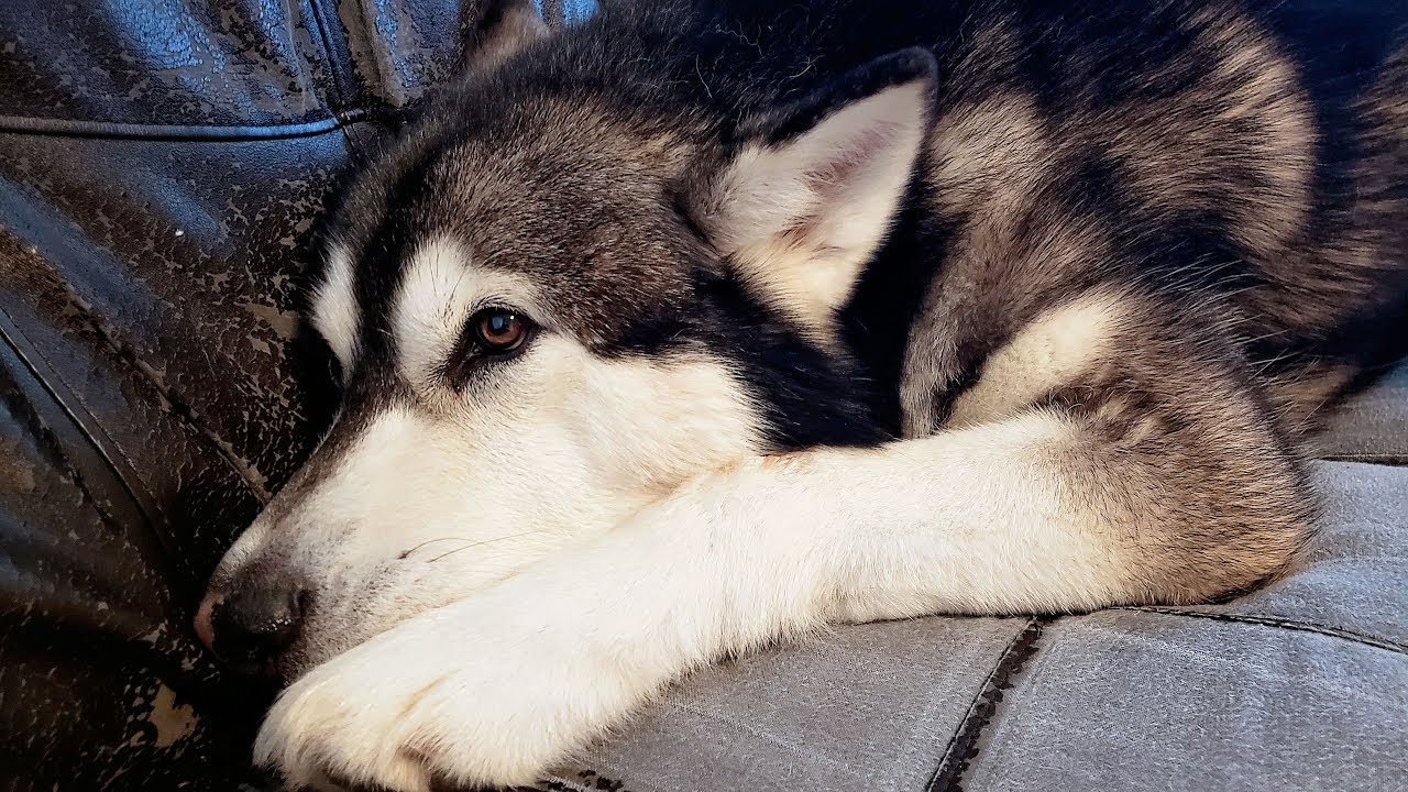 Getting Revenge On Funny Dog! - YouTube