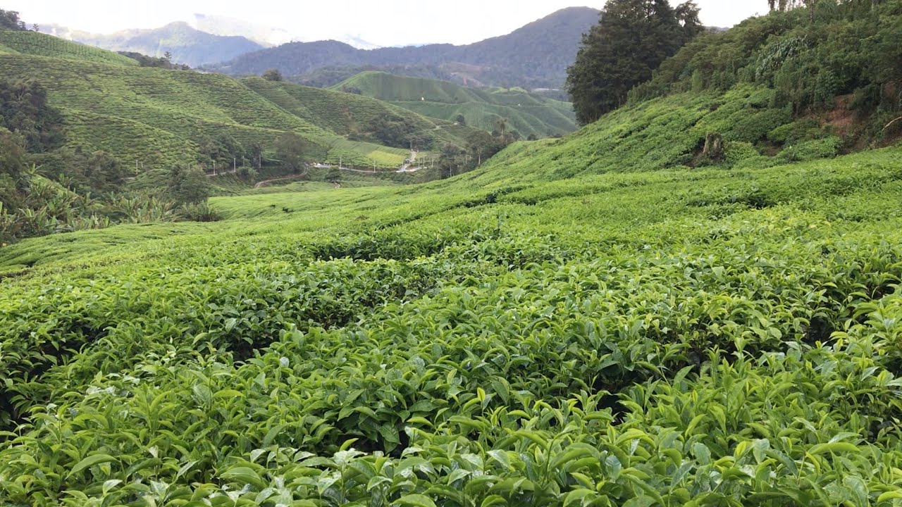 Ladang teh cameron highland - YouTube