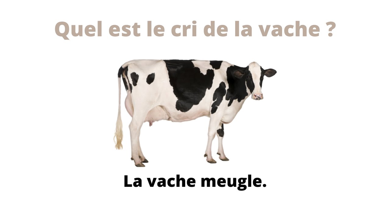 Le cri de la vache - YouTube