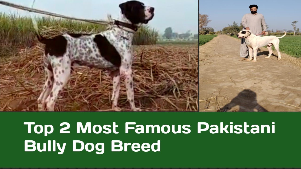 Top 2 Most Famous Pakistani Bully Dog Breed | #bullykutta Animal World ...