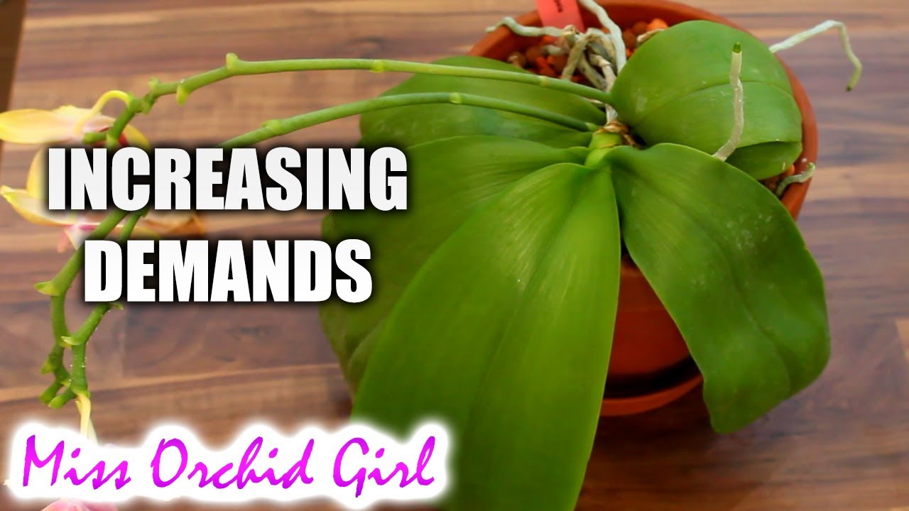 How Orchid development can reflect on care - Demanding Phalaenopsis - YouTube