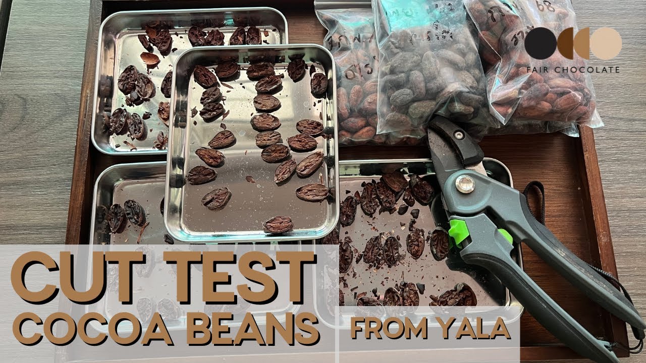 Cut Test Cocoa Beans From Yala (Southern of Thailand) By Fair Chocolate ...