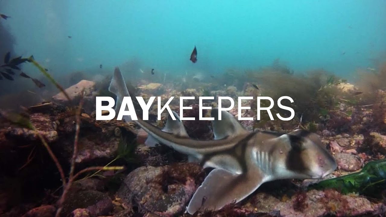 Baykeepers: Beauty of our Bay - YouTube