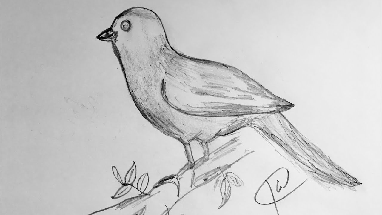 Sparrow | Learn Easy Drawing | Drawing For Beginners | How to draw ...