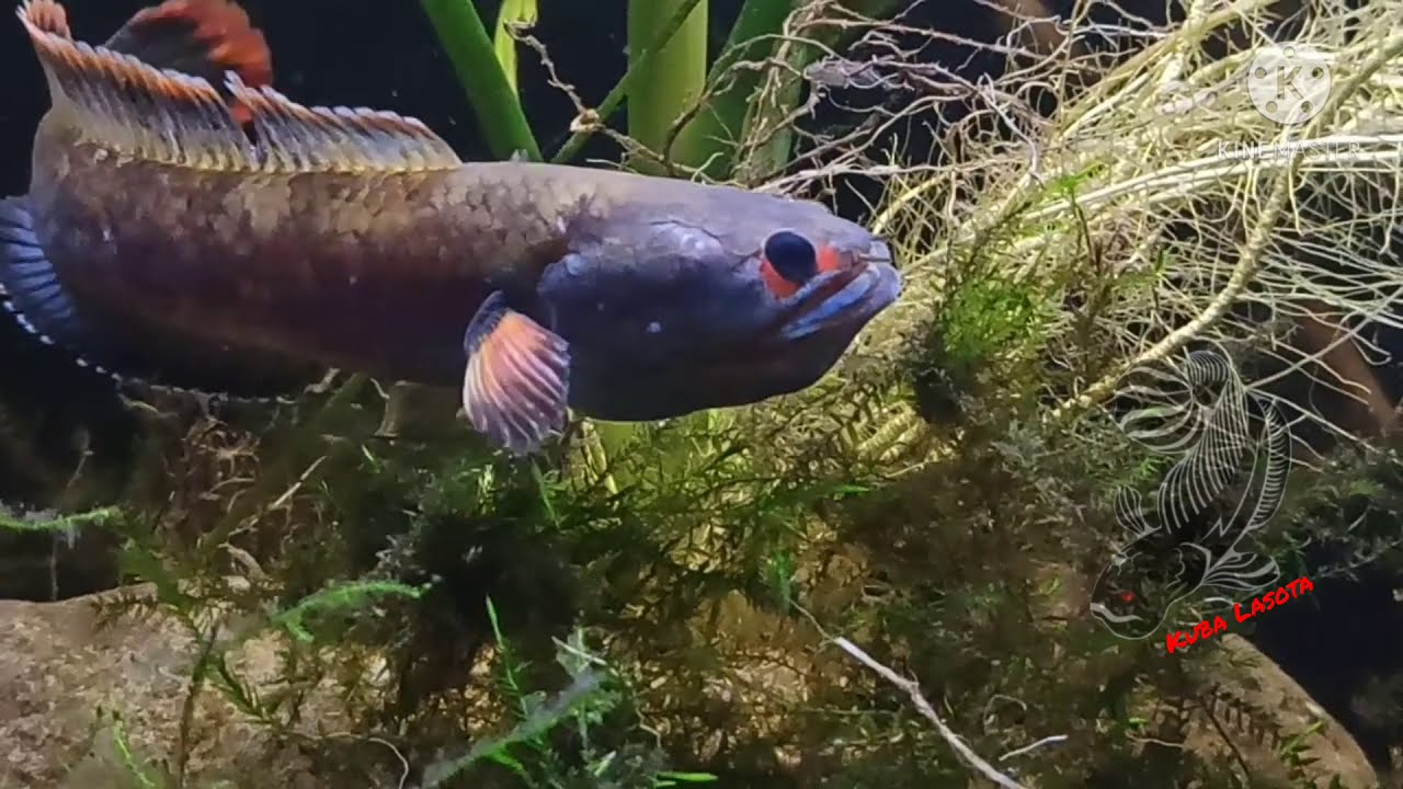 snakehead - channa fire and ice in biotop aquarium - YouTube