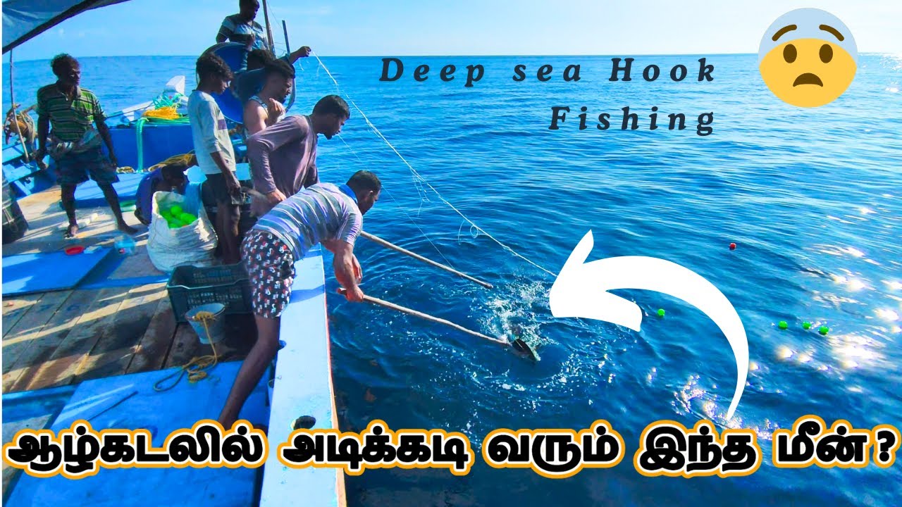 ஆழ்கடலில் அடிக்கடி மீனவர்கள் பிடிக்கும் இந்த மீன் ? / Deep sea Hook ...