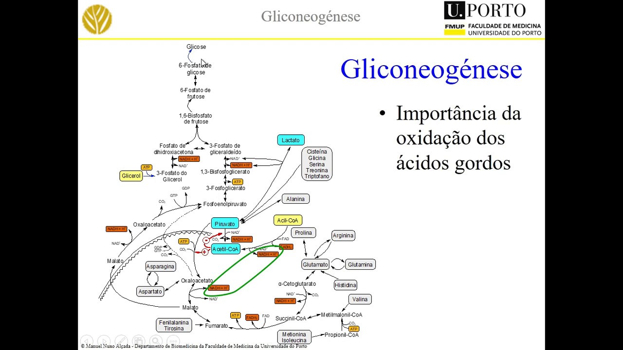 Onde Ocorre A Gliconeogenese - RETOEDU
