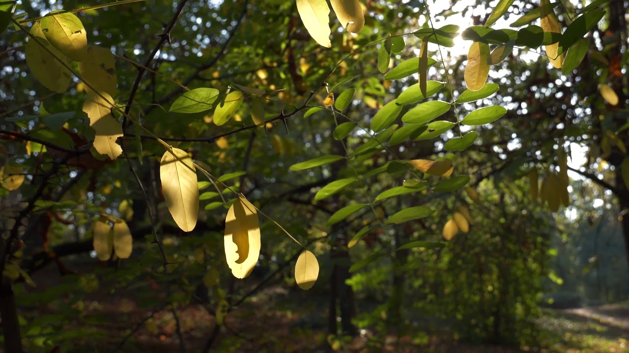 🍁Rustling Leaves | Autumn Forest Wind | Ambient Sound for Relaxation ...