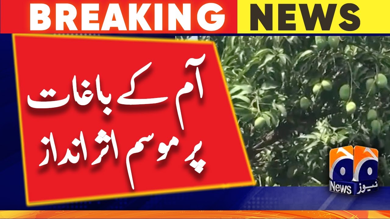 Climate change causes decline in mango production - YouTube