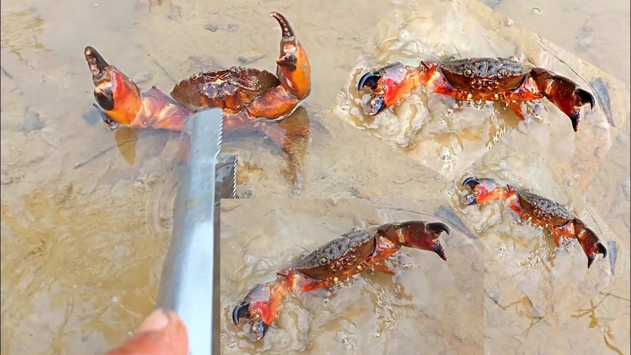 Catching a large crab by the sea, the word water rises - YouTube