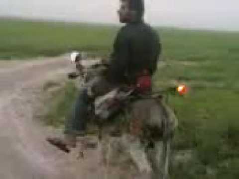 Motorcycle Gadha (donkey) - YouTube