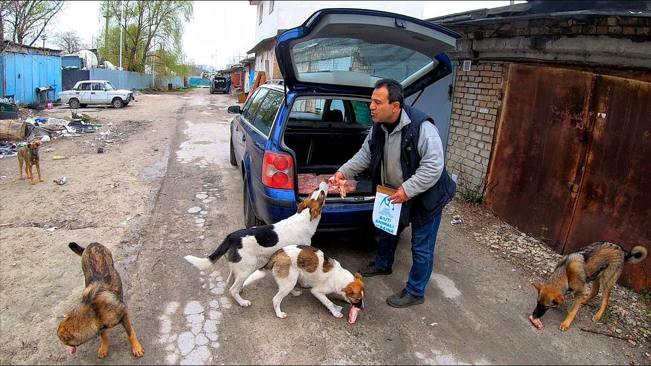Man Gives Everything He Owns to Save Stray Dogs - YouTube