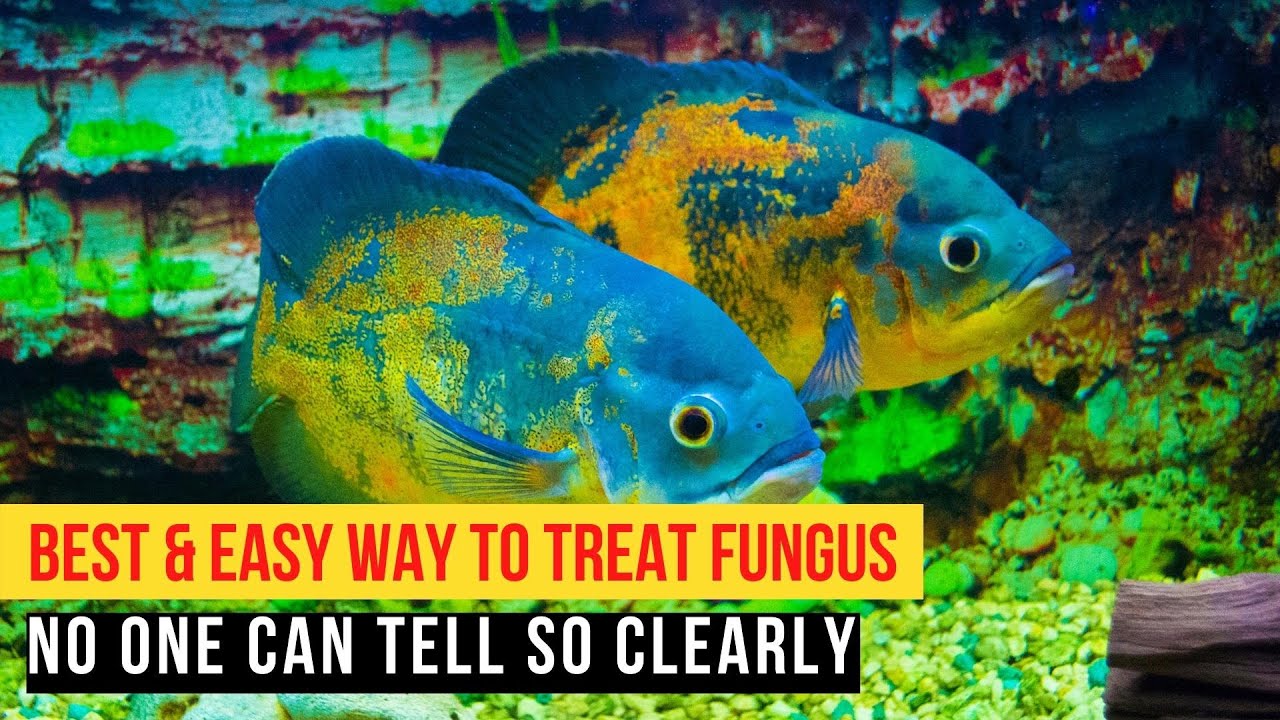 How to Treat Fungus on an Oscar Fish - Best & Easy way suggested with ...