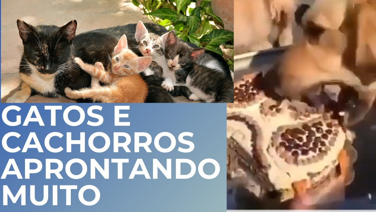 Gatos E Cachorros Aprontando Muito!!! - YouTube