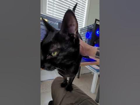 Black cat interrupts video editing! - YouTube