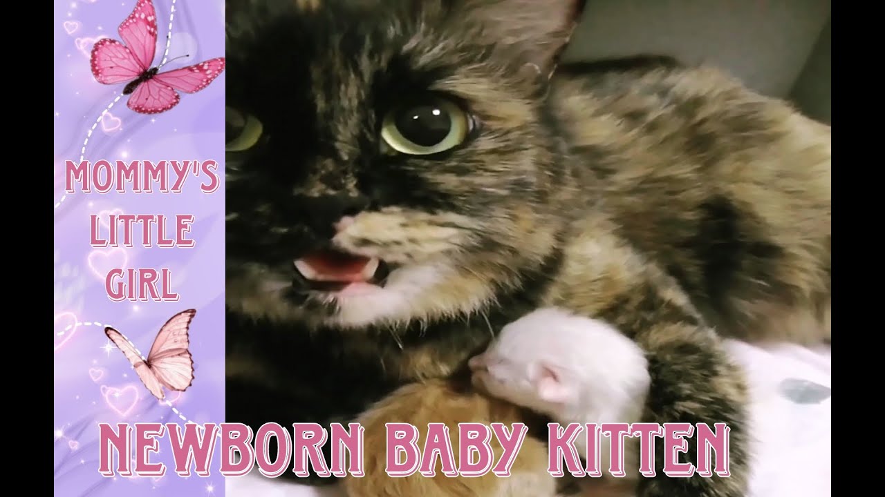 Cute MOM CAT Protect Her NEWBORN BABY KITTEN 🥺 ️ - MOTHER CAT ...