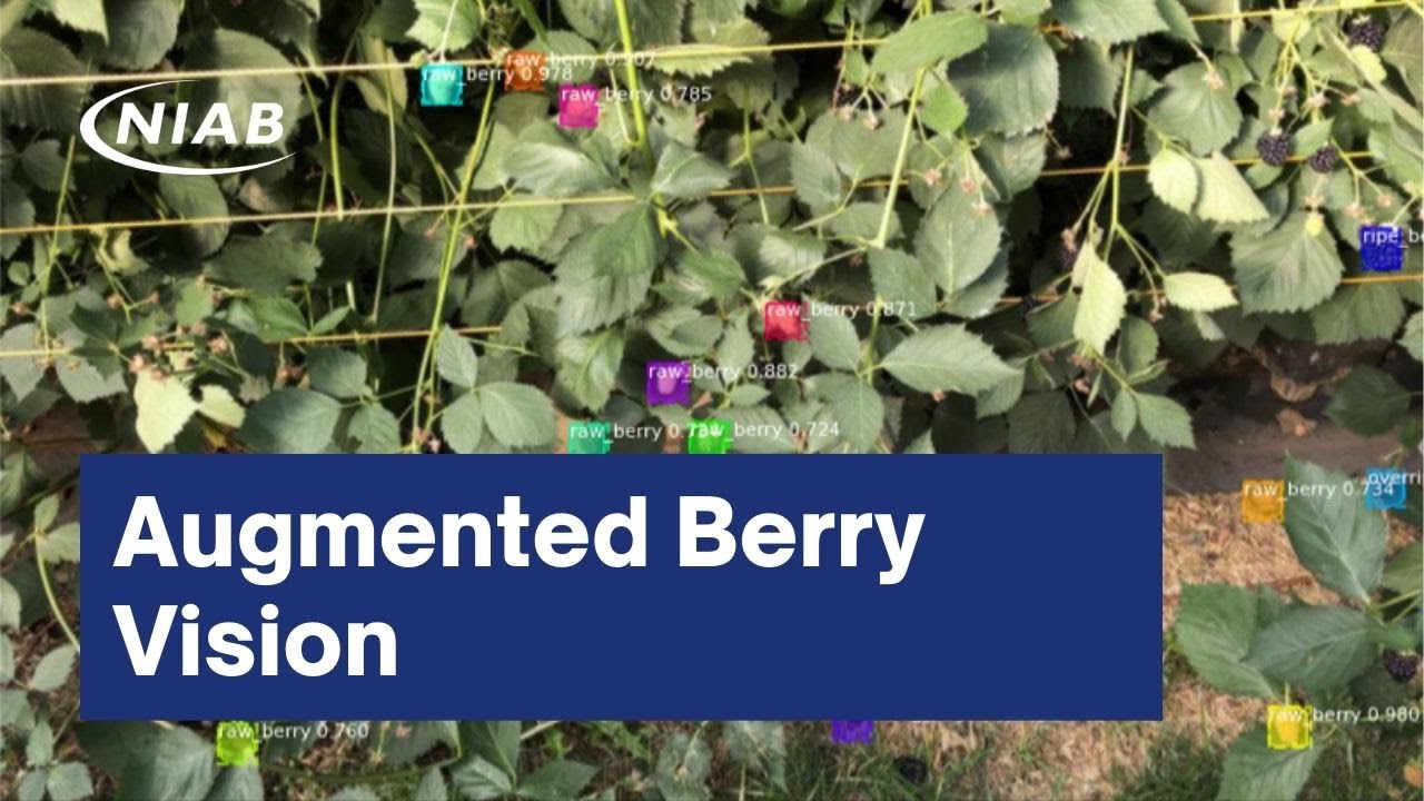 Augmented Berry Vision - YouTube