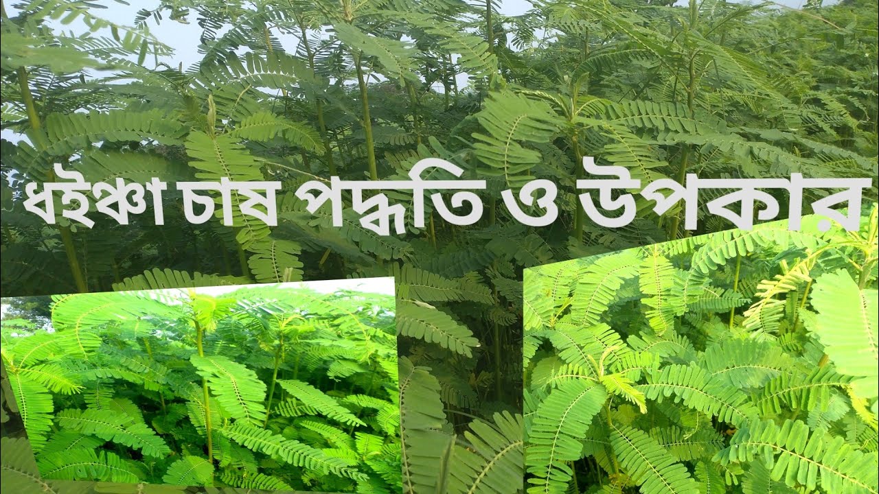 #ধইঞ্চা_চাষ_পদ্ধতি_ও_উপকার |#dhoincha_chash_poddhyoti_o_upokar | # ...