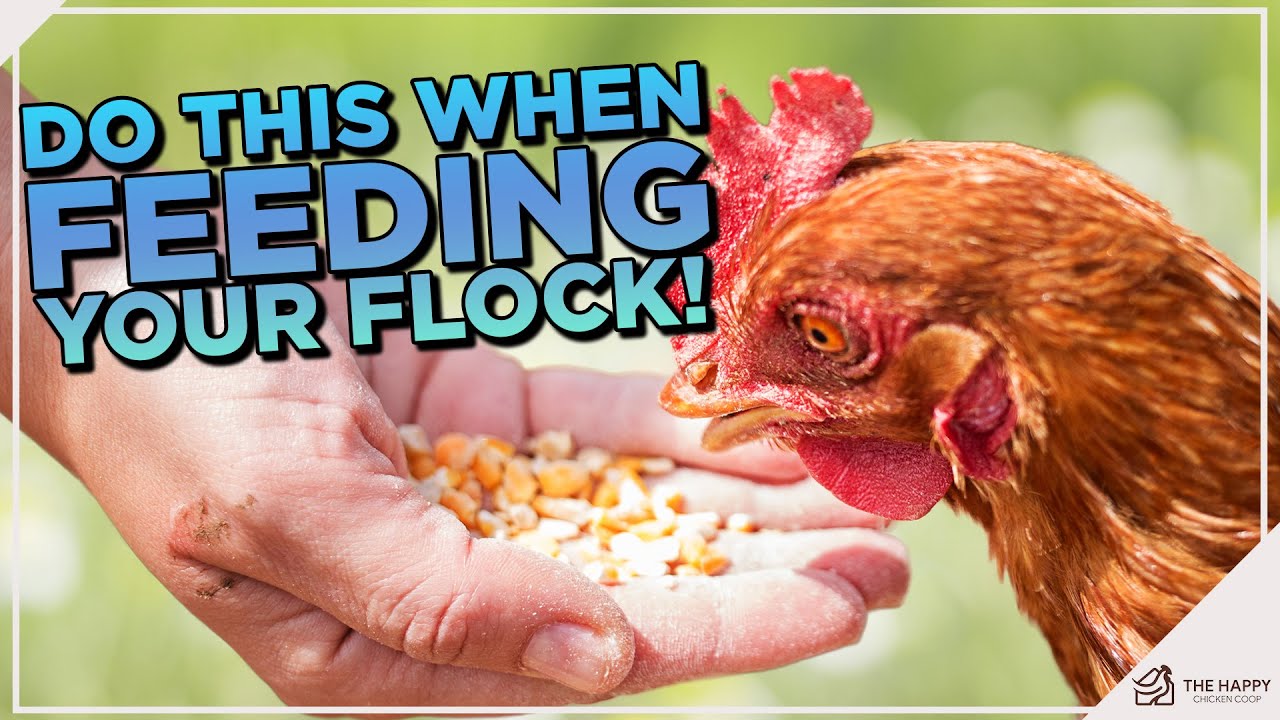 Feeding Frenzy: Essential Guide on How to Feed Your Chickens Properly ...