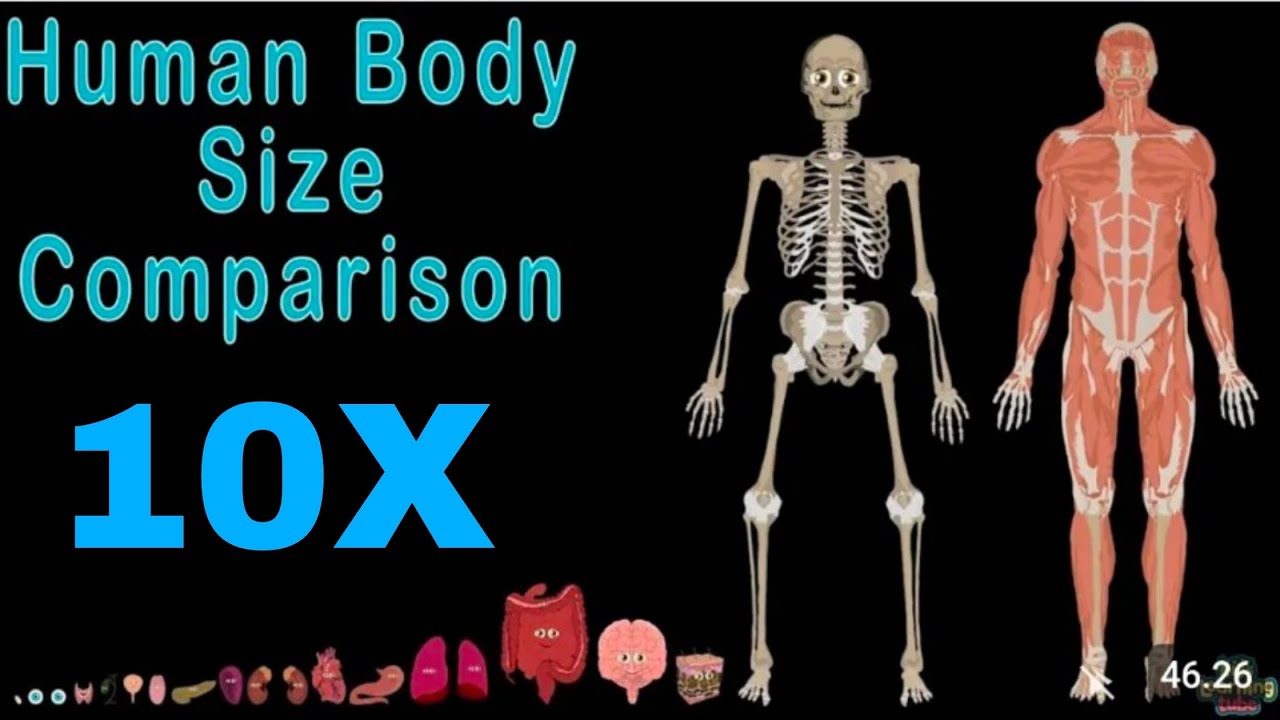 Human Body size comparison 10X (Slow it down to 0.1) - YouTube