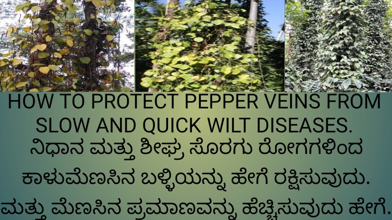 HOW TO PROTECT PEPPER VEINS FROM SLOW AND QUICK WILT DISEASES. AND ...