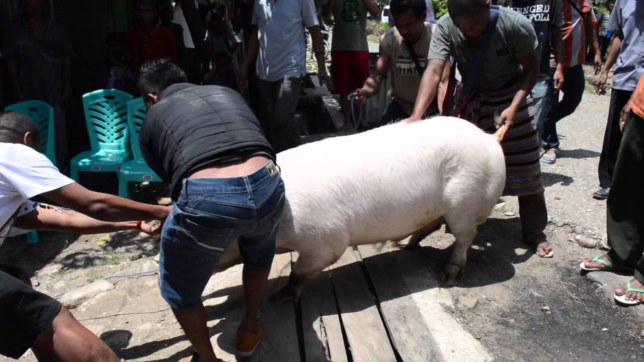 Babi Besar - YouTube