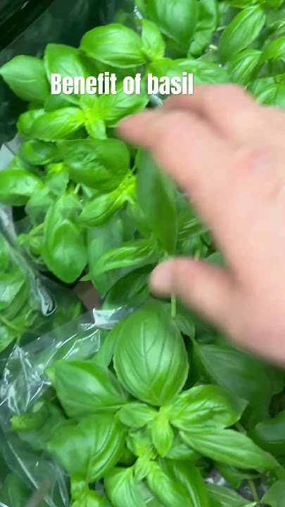 Benefit of basil #viral #trending # shorts #short #shortvideo - YouTube