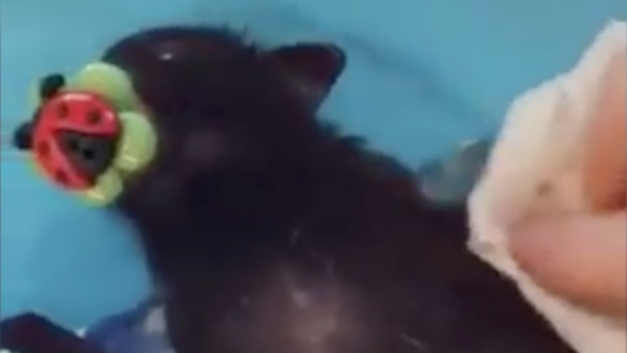 Washing a baby bat - YouTube