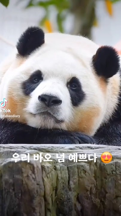 #fubao#ruibao#huibao#everland #福宝 #辉宝#睿宝 #姜爷爷 #panda #에버랜드 #푸바오 #후이바오 ...