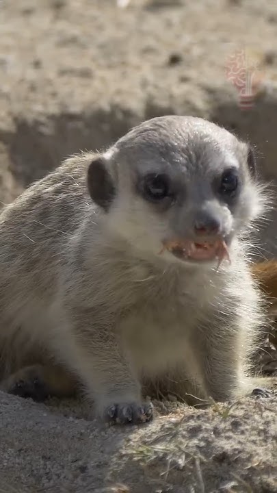 Facts You Didn't Know - Meerkat - YouTube