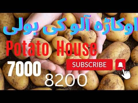 How to pakistan potato Market okara/ Amazing video/ potato farming ...