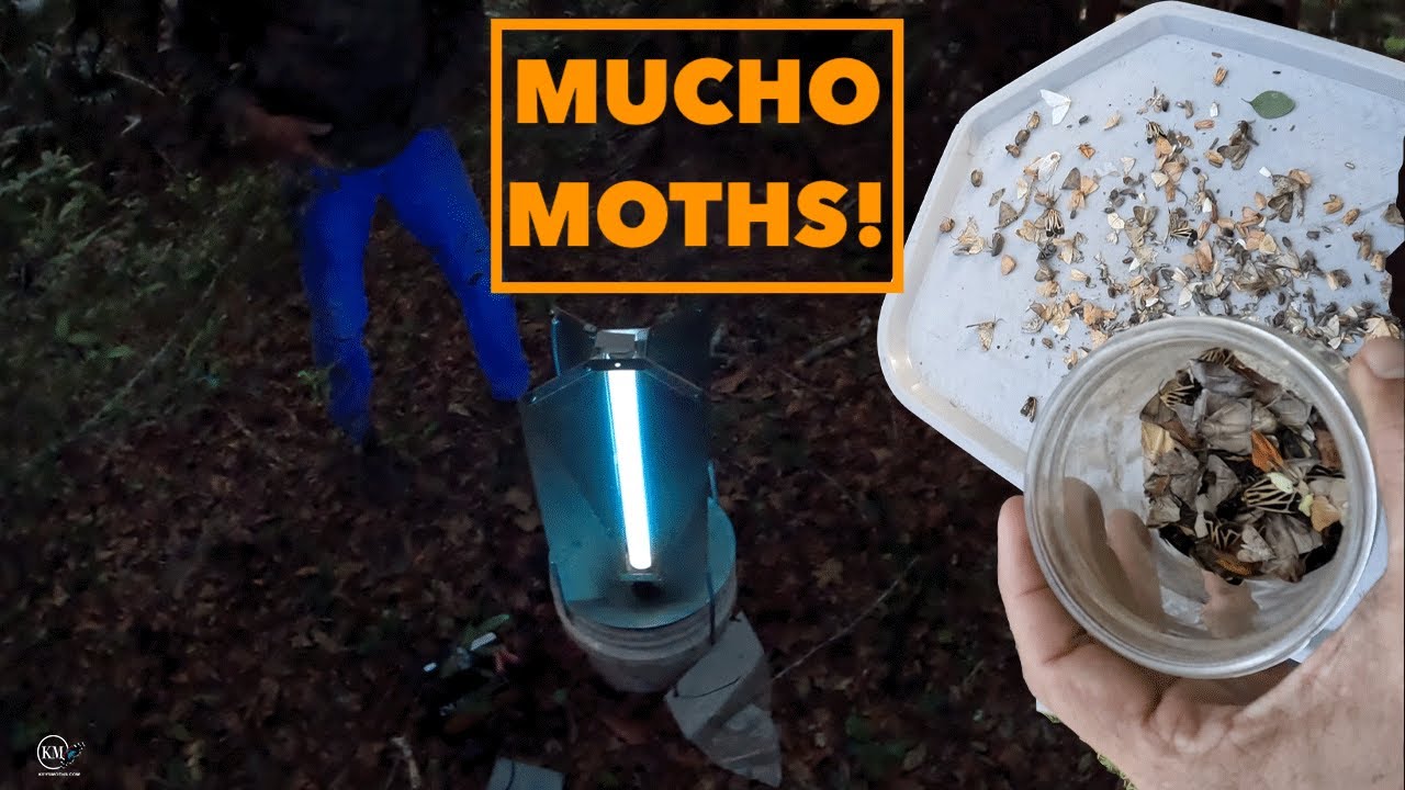 MOTH COLLECTING | BLACK LIGHT TRAP | NORTH FLORIDA | PART 2 - YouTube