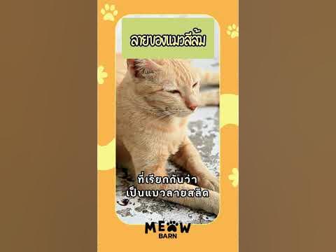 ลายของแมวสีส้ม #cat #catsfacts #แมว #แมวน่ารัก #catlife #cats #catlove ...