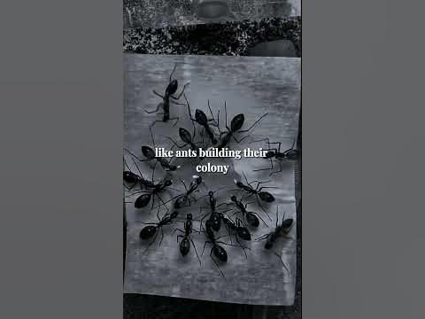 Ants: hard workers🐜 - YouTube