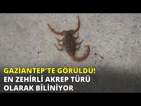 Gaziantep'te görüldü! En zehirli akrep türü olarak biliniyor