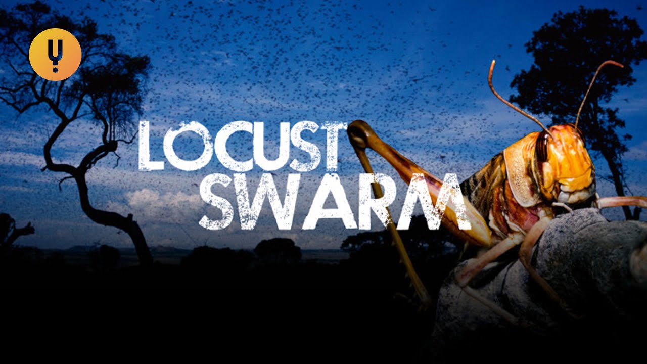Fighting Back Against 2020's Massive Locust Swarms - YouTube