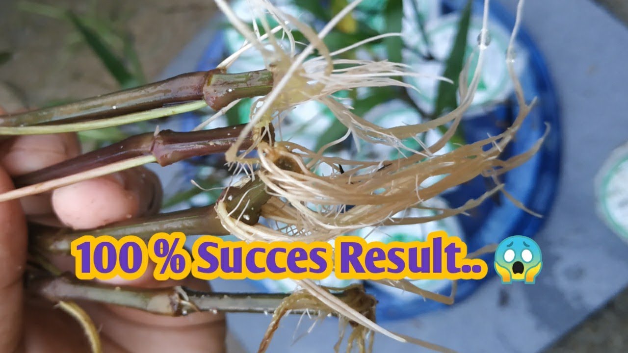 TERBUKTI berakar tanaman hias bunga rolia|reulia|rawelia ungu mini ...