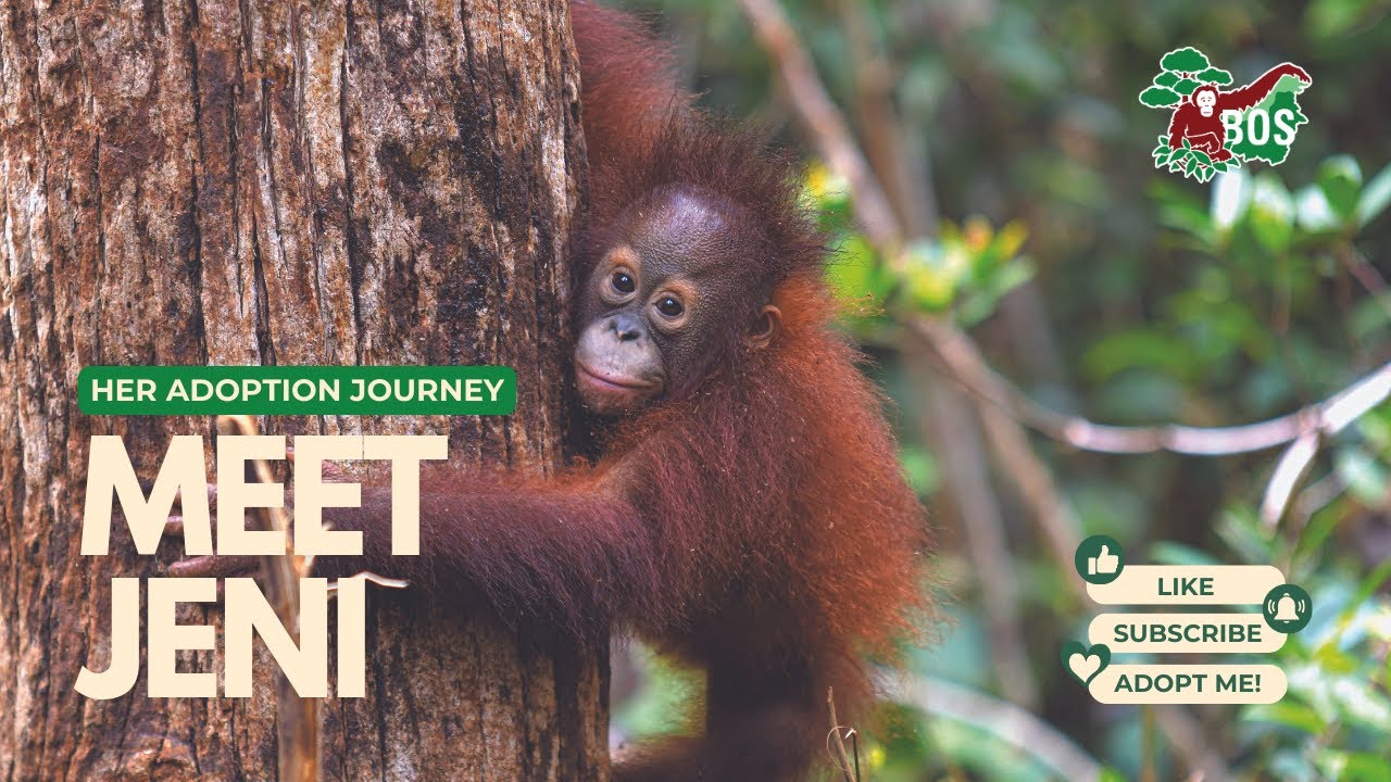 Meet Jeni - Support An Adoptable Orangutan - YouTube