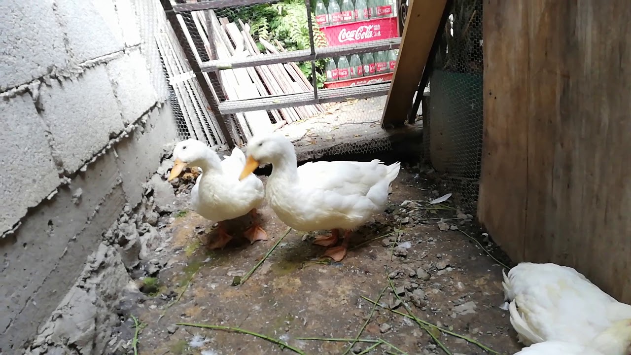 los patos muy felices. - YouTube