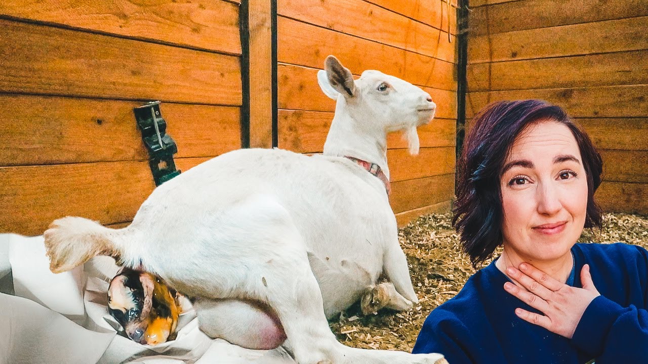 Well, these BABIES don't look like the FATHER! (miniature goat birth ...