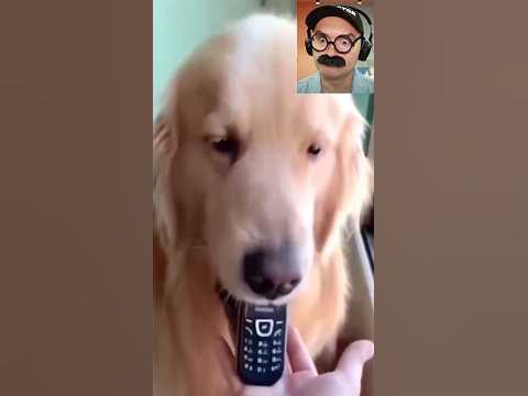Собака проглотила телефон - YouTube